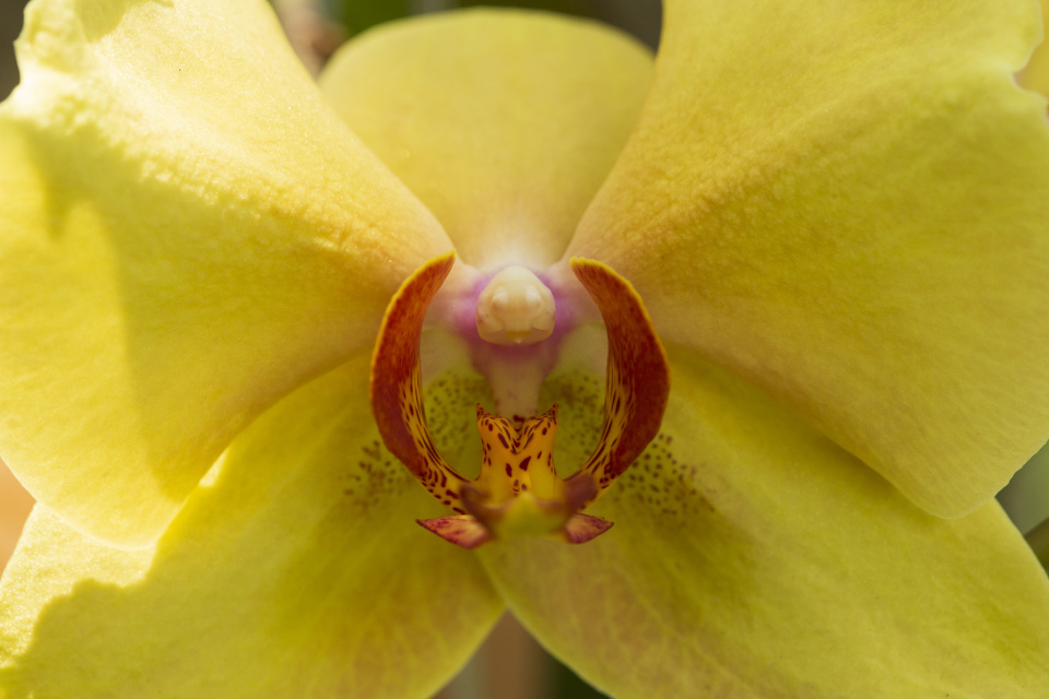 Orchid | bugsman | Blipfoto