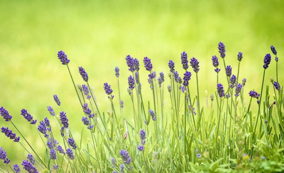 Back to lavender | maureen6002 | Blipfoto