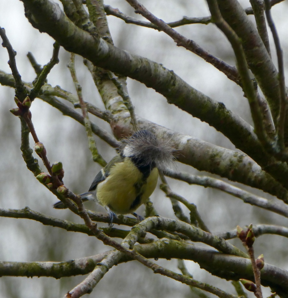 Bird with a beard | rosewiles7 | Blipfoto