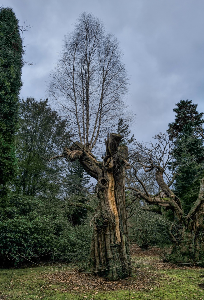 Old Chestnut | catspaw | Blipfoto