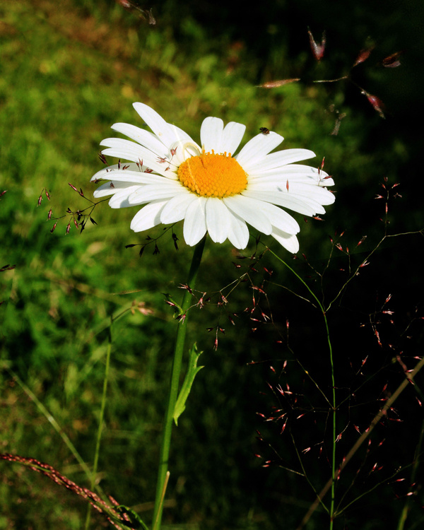 Daisy, Daisy.... | joesblips | Blipfoto