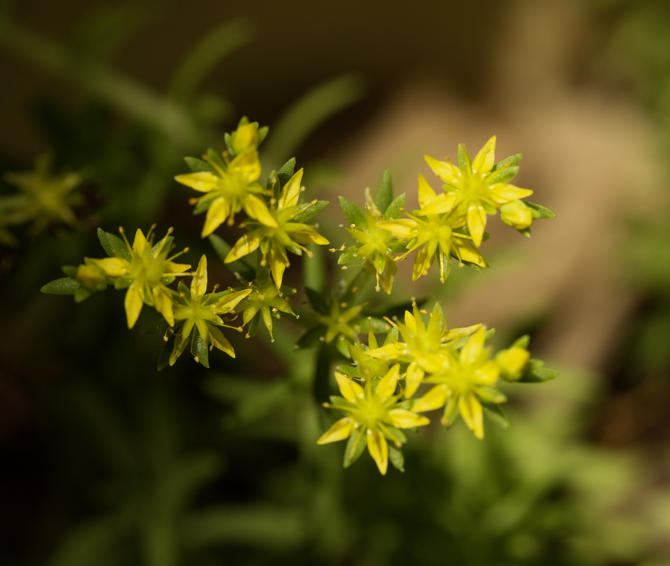Cheerful Flowers | bugsman | Blipfoto