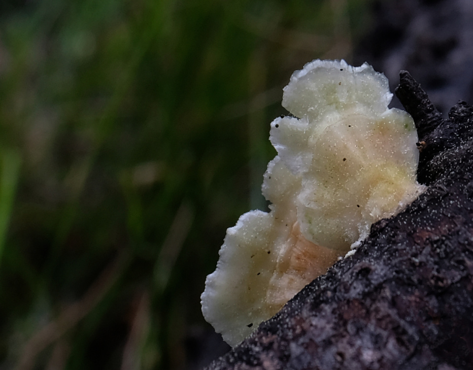 Shell... | Miffy | Blipfoto