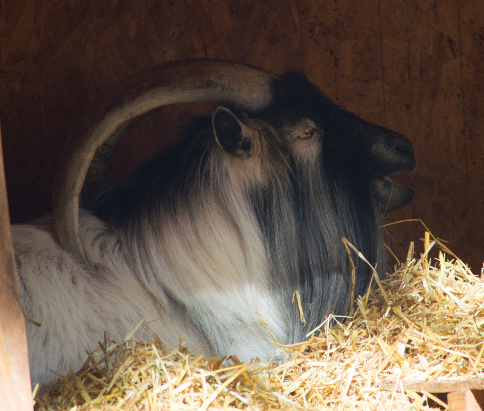The Goat yawning as he... | BigE | Blipfoto