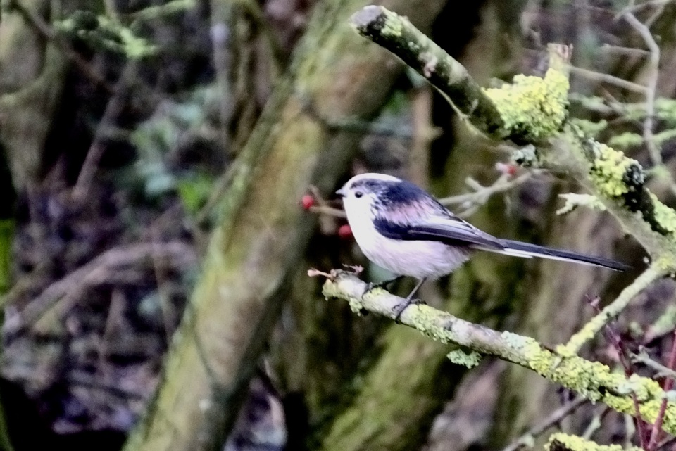 Tiny beak, long tail | Tryards | Blipfoto