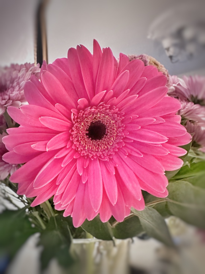 In the pink! | Damnonii | Blipfoto