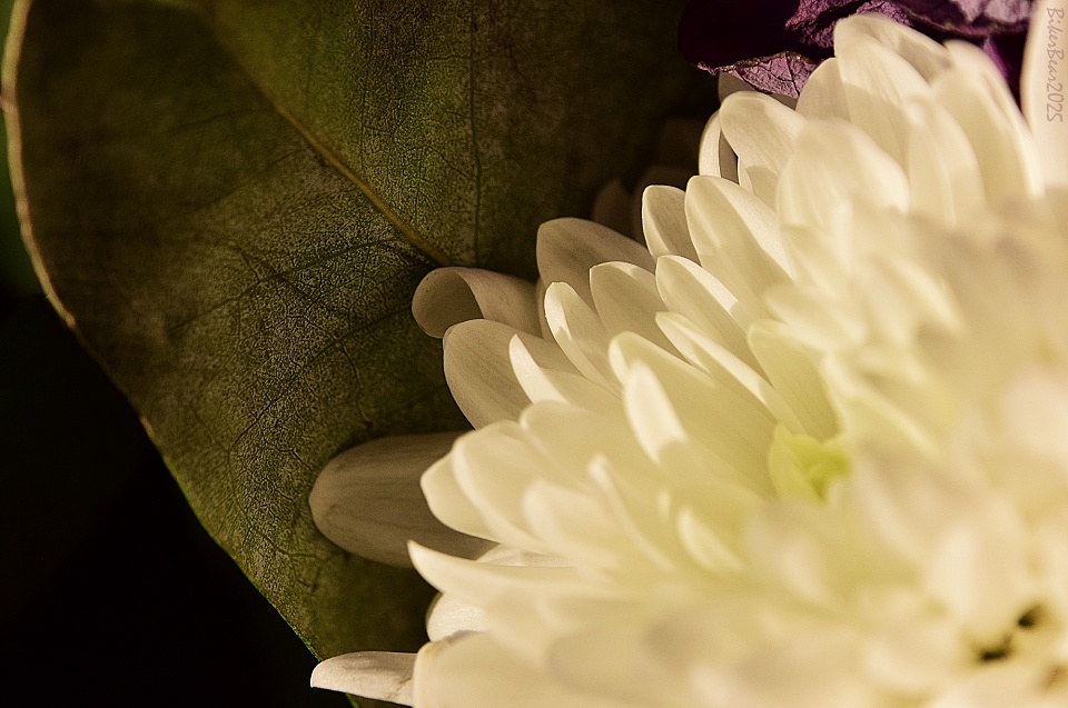 Tiny .......... | BikerBear | Blipfoto