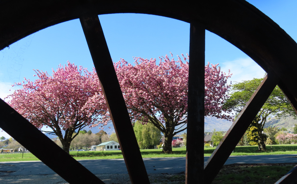 Cherry Blossom | acyclinggranny | Blipfoto