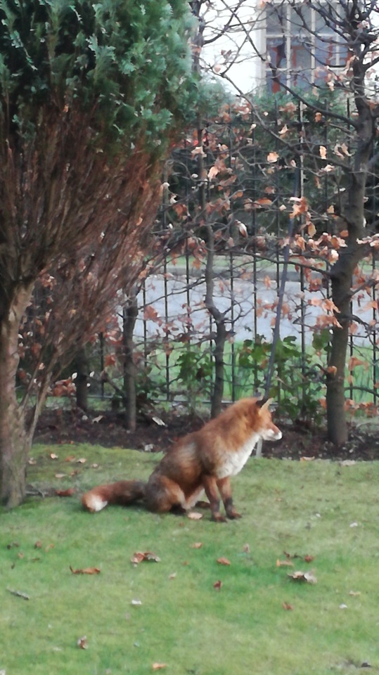 Easter fox | almond | Blipfoto