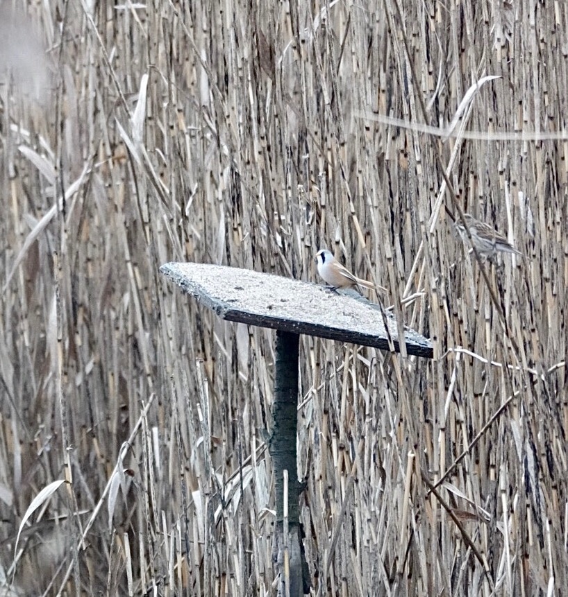 Tay Reedbeds | esiuol | Blipfoto