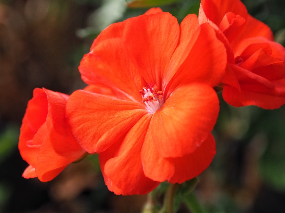 Orange Geranium | DonnaWanna | Blipfoto