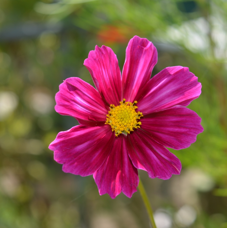 Cosmos | mambo | Blipfoto