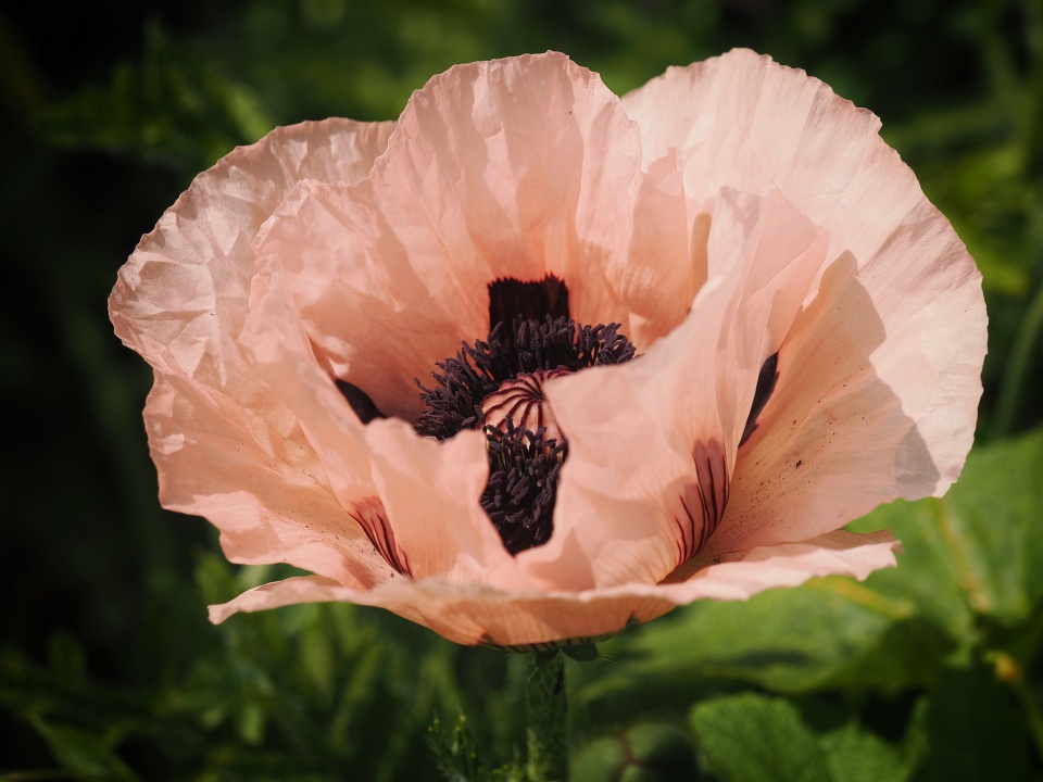 Poppy | Technophobe | Blipfoto
