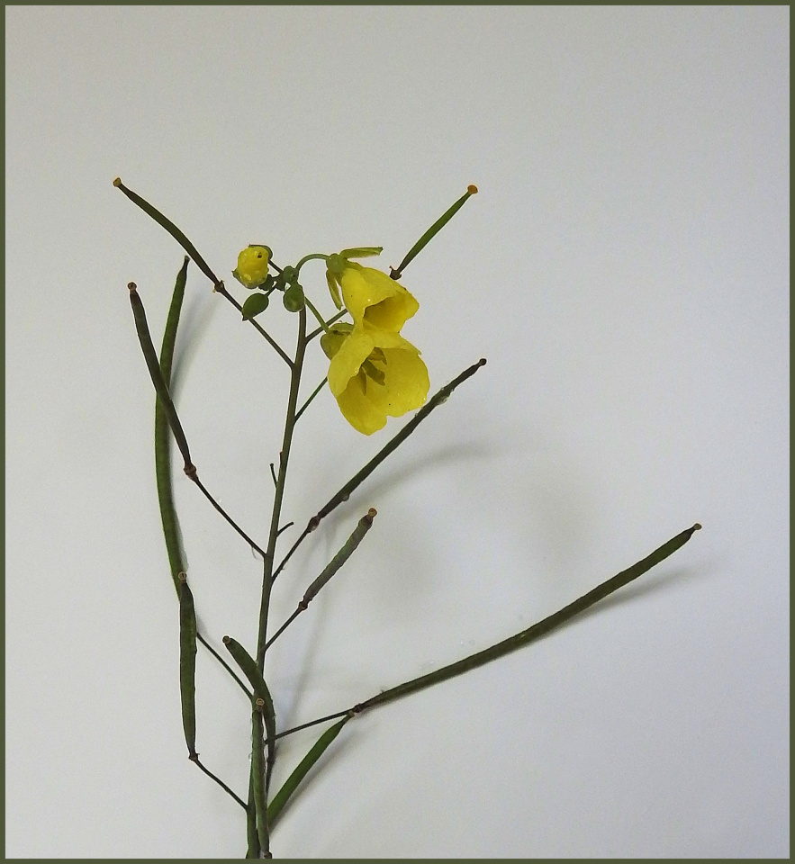 Wild Rocket Flower | Rosemarie55 | Blipfoto