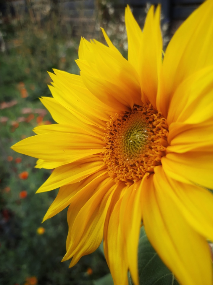 Sunflower | evolybab | Blipfoto