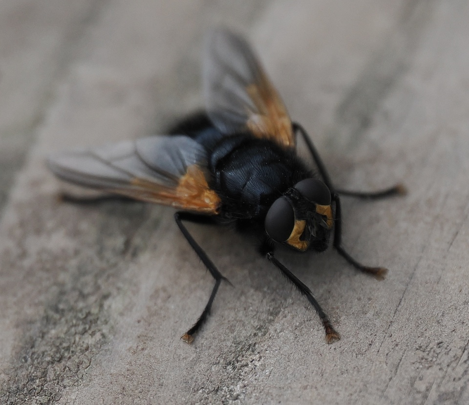 Noon Fly | Technophobe | Blipfoto