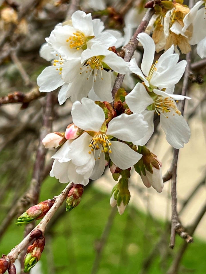 Cherry blossom | turnx3 | Blipfoto