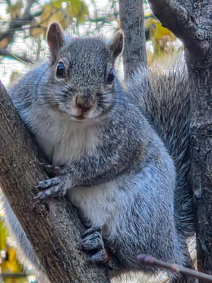 Squirrel Blip Friday - still home edition | KevinV | Blipfoto