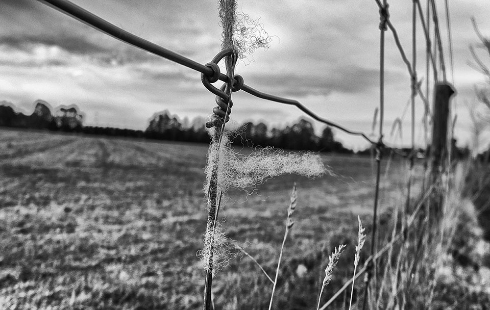 Wool in the wind | hpx | Blipfoto