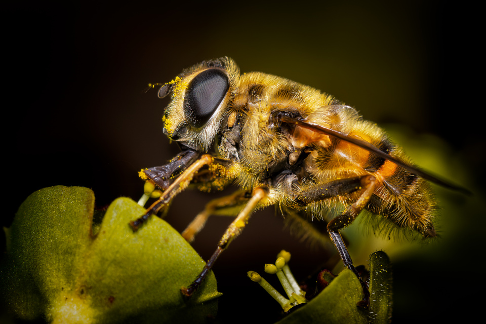 Hairy Hoverfly | stevvi | Blipfoto