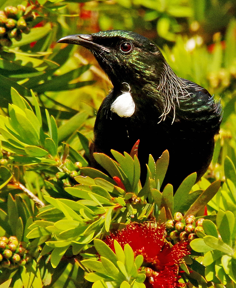 Tui feeding in a bottlebrush tree | mpp26 | Blipfoto