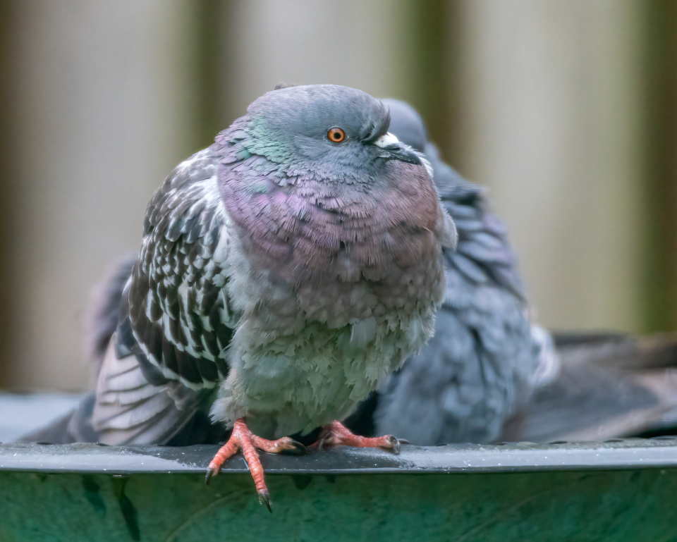 Fluffed up pigeon | DarkEyedMary | Blipfoto