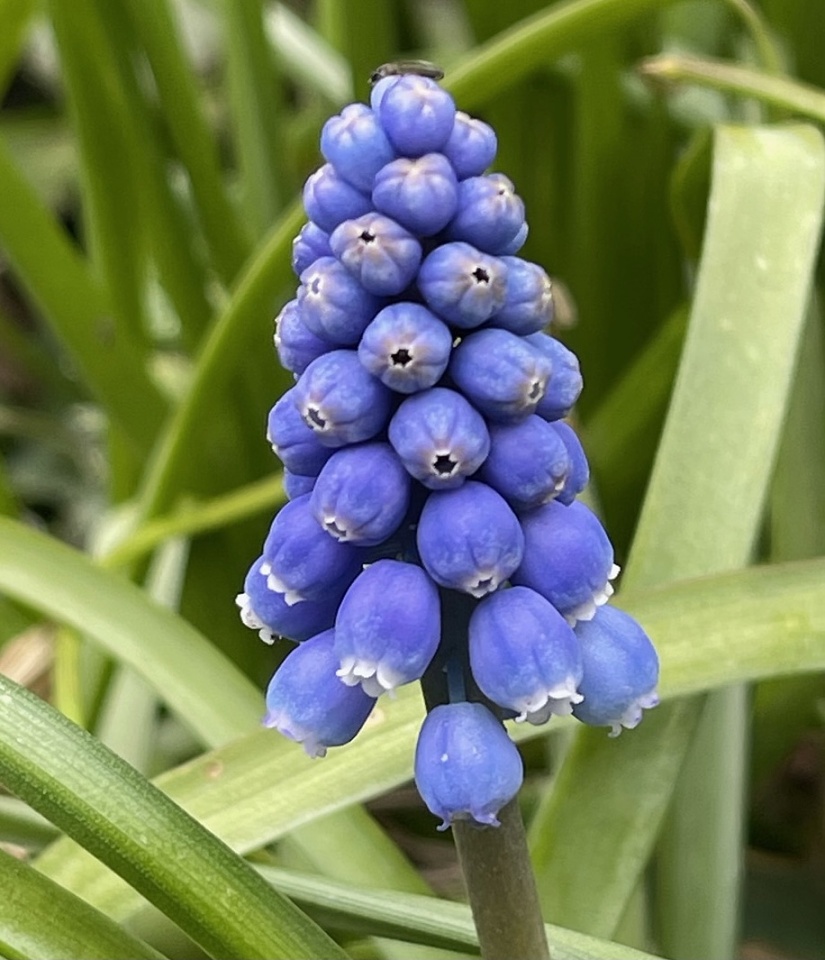 The Muscari (grape... | AMS1 | Blipfoto