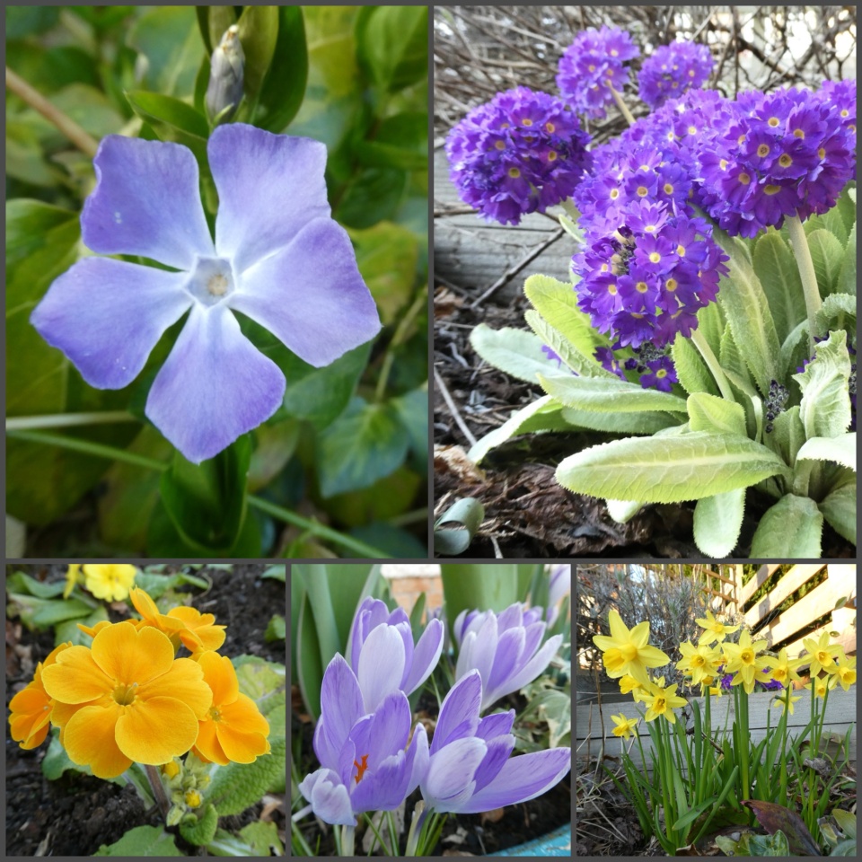 Spring flowers | CherryR | Blipfoto