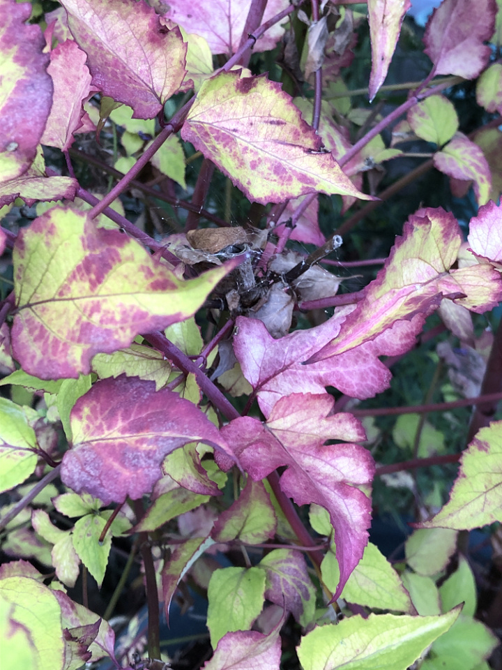 Just because…… | Arteegeedee | Blipfoto