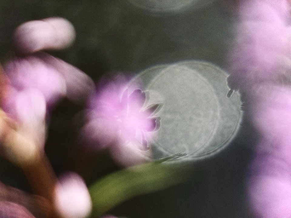 Rosebay bokeh | maureen6002 | Blipfoto