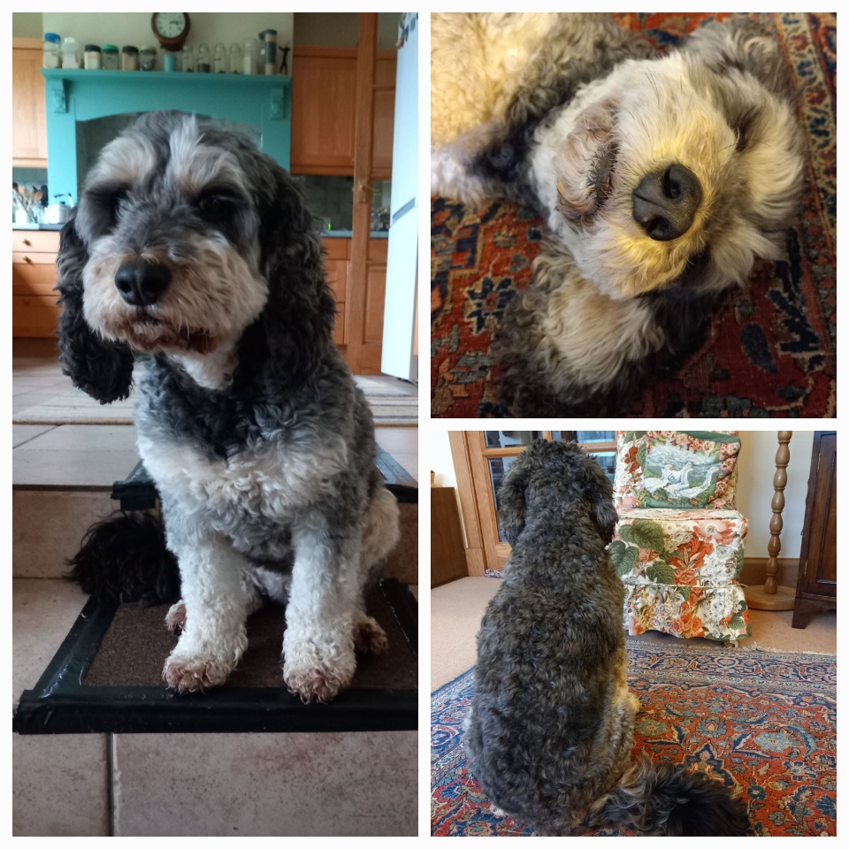 Back again! | Freuchie | Blipfoto