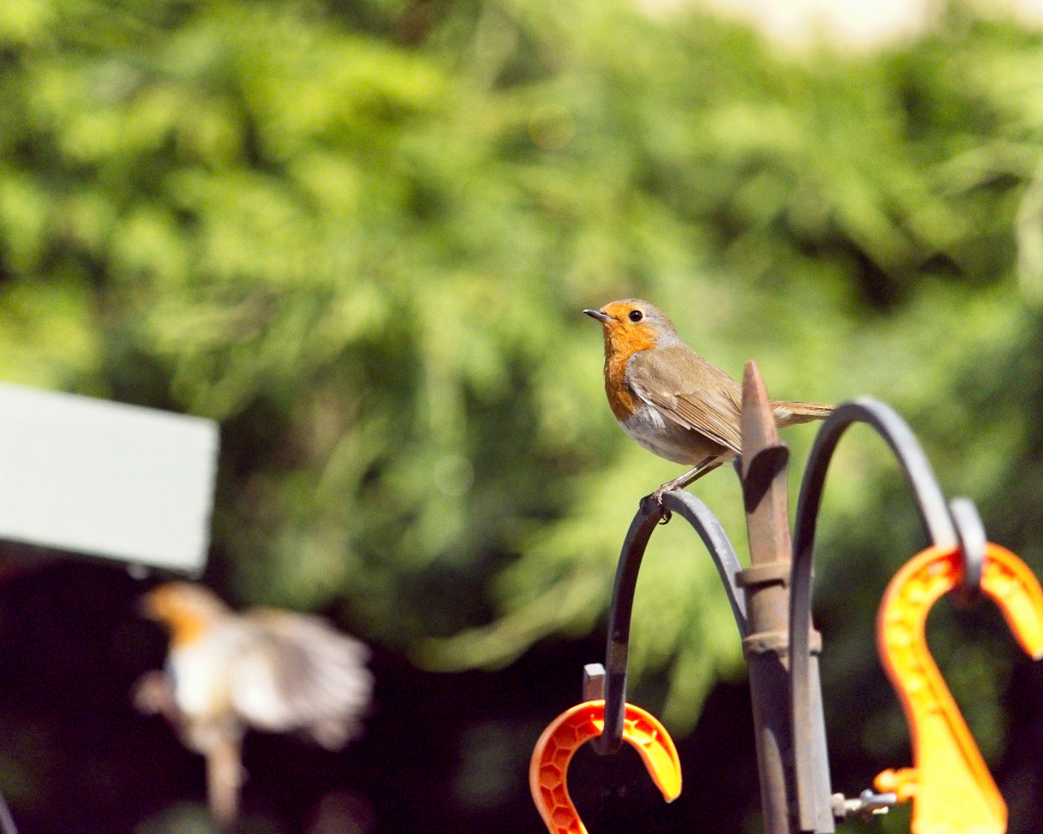 Photobombing robin | Amanda_T | Blipfoto