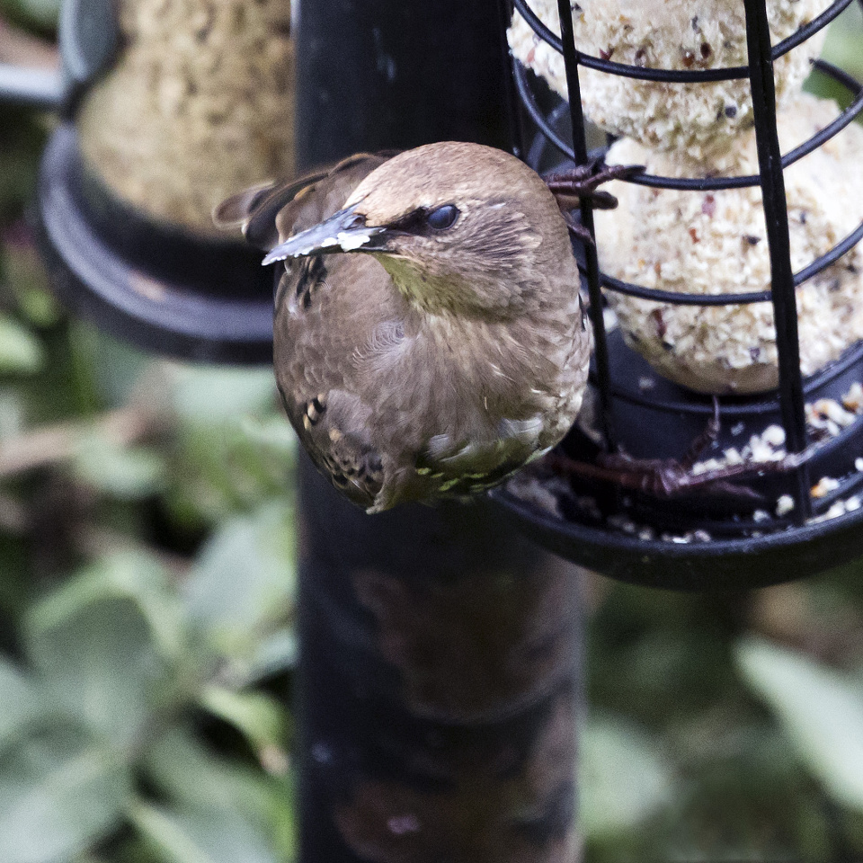 Starling at the fat balls. | JeanSnaps | Blipfoto