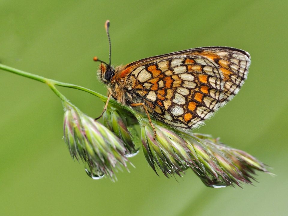 Brave Butterflies | HilarysView | Blipfoto