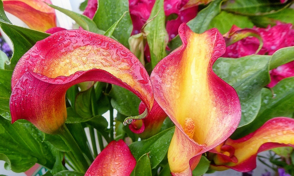 Cala Lily | Alichap21 | Blipfoto