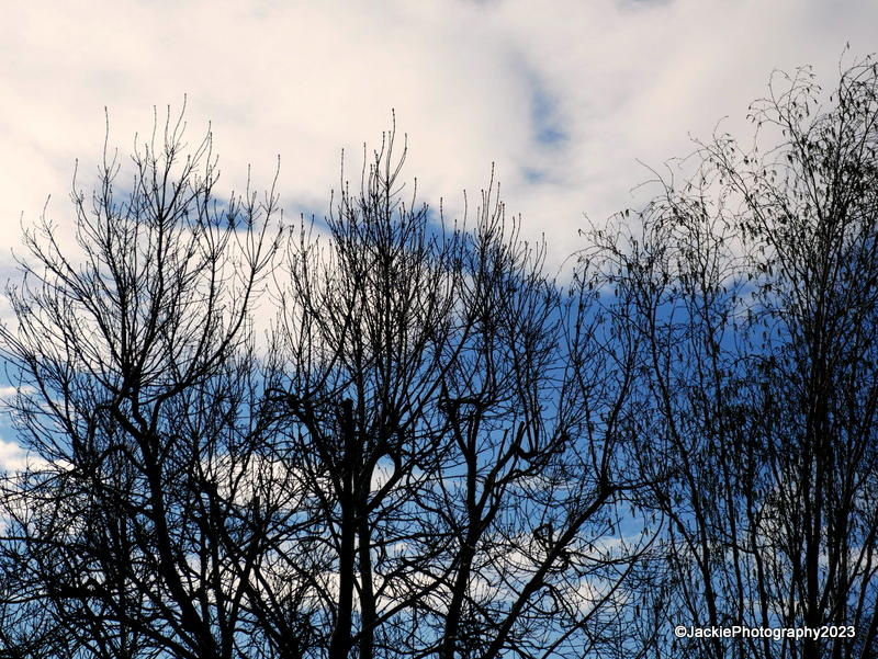 Patterned | ThingsBeautiful | Blipfoto