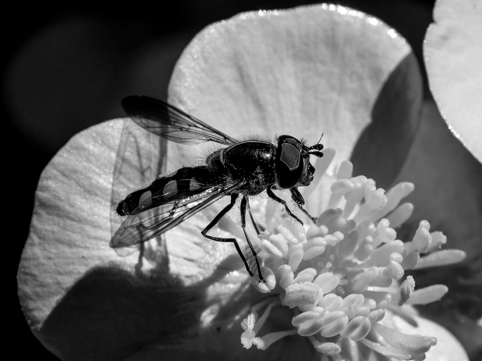 Mono Macro Hoverfly | isbi | Blipfoto