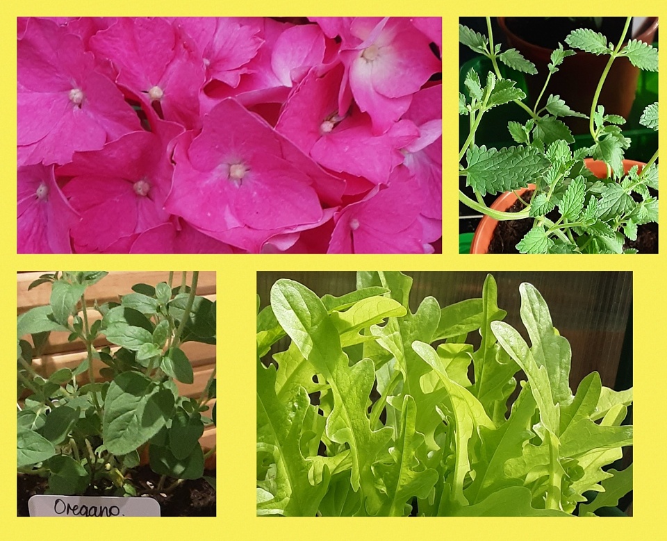 Pink Hydrangea and edible plants. | Grace55 | Blipfoto