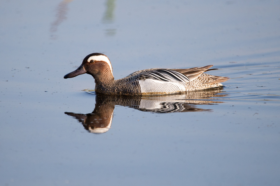 Garganey | gladders | Blipfoto