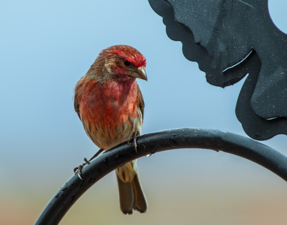 Finchie | laurie54 | Blipfoto