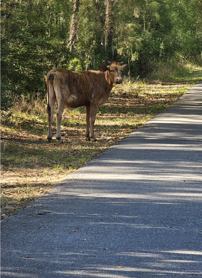 Runaway Cow | bugsman | Blipfoto
