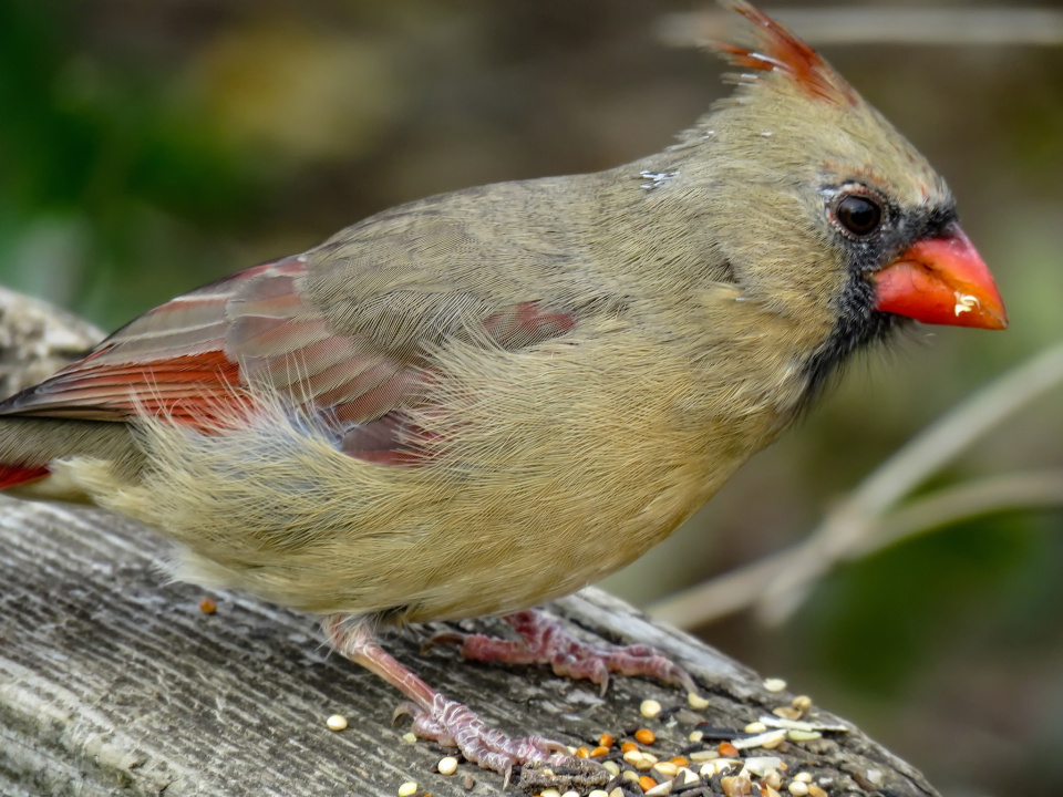 Mrs. Cardinal | KevinV | Blipfoto
