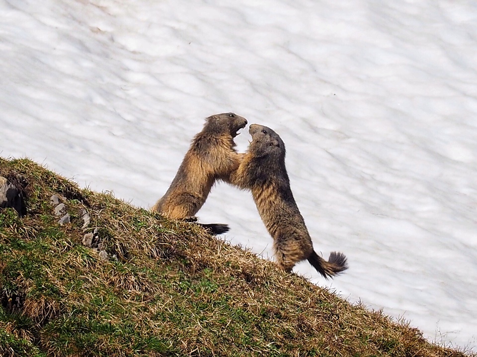 Play Fighting Marmots | HilarysView | Blipfoto