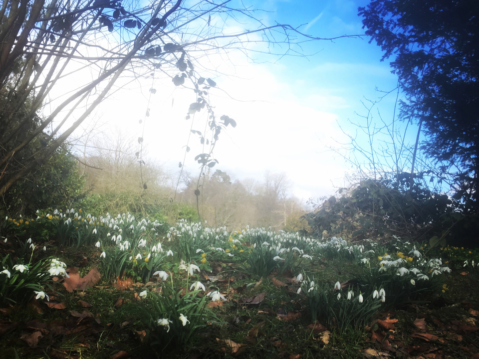 Snowdrops at Stowe | strawhouse | Blipfoto
