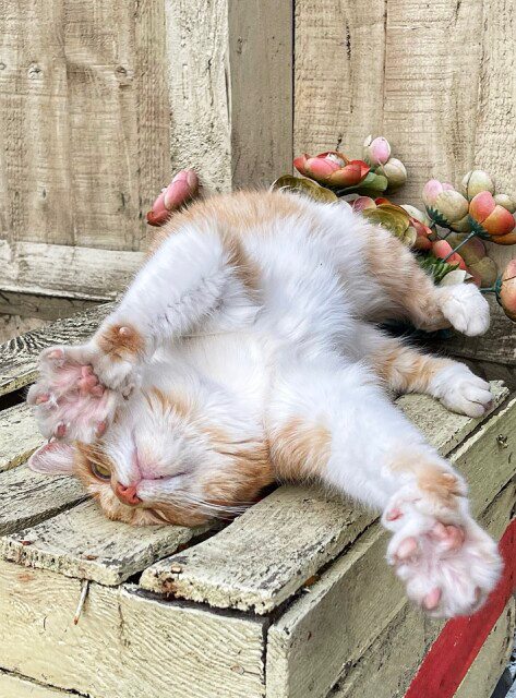 Official- one of the cats has melted . | JaneW | Blipfoto