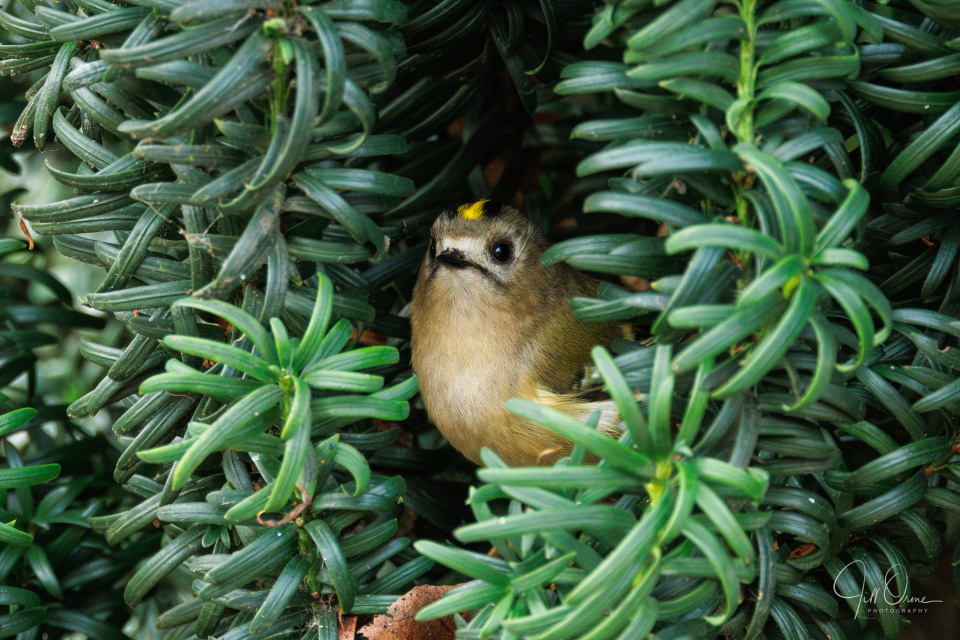 Goldcrest | JDO | Blipfoto