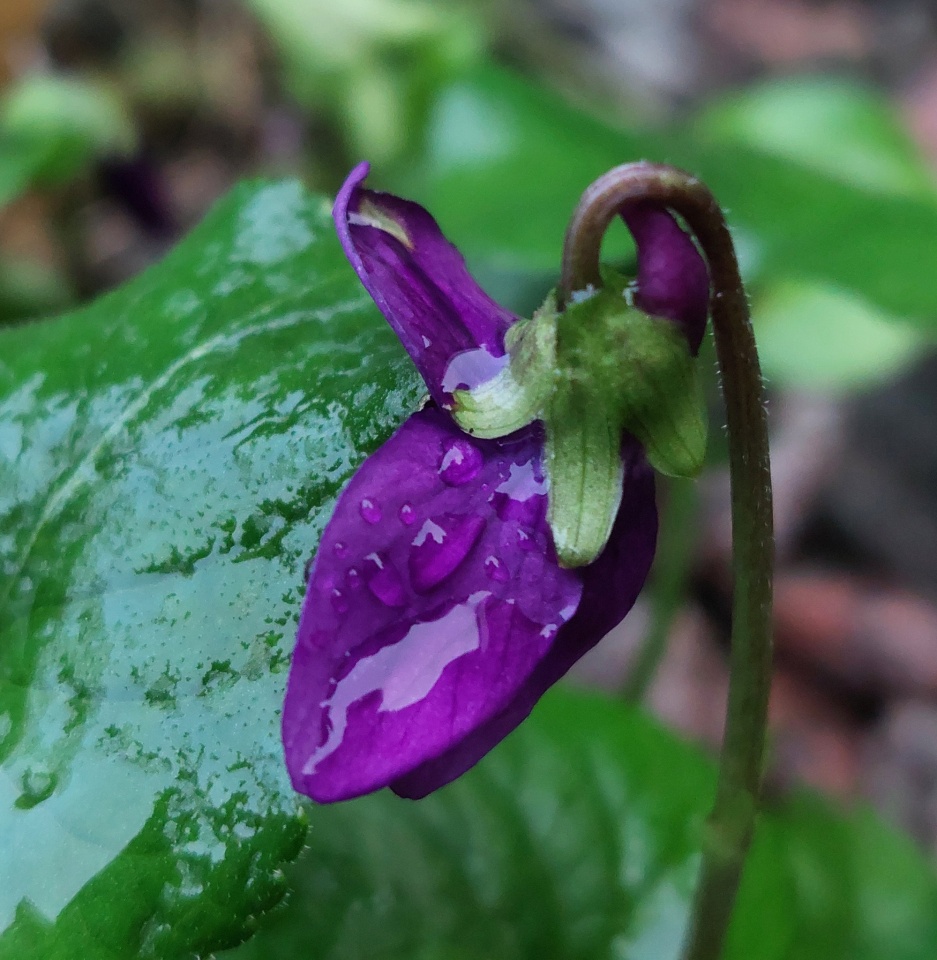 There are lots of Violets... | chrisA | Blipfoto