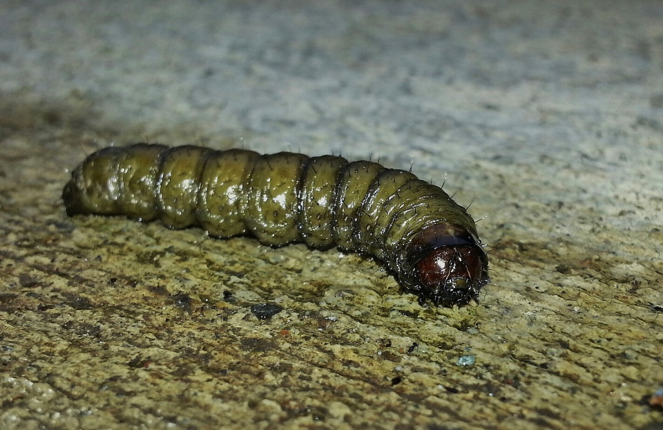 Crane Fly Grub | RonaldBerry | Blipfoto