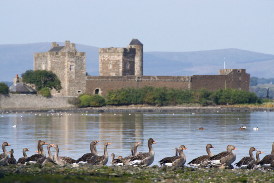 Greylag?? Geese and Blackness Castle | darap | Blipfoto
