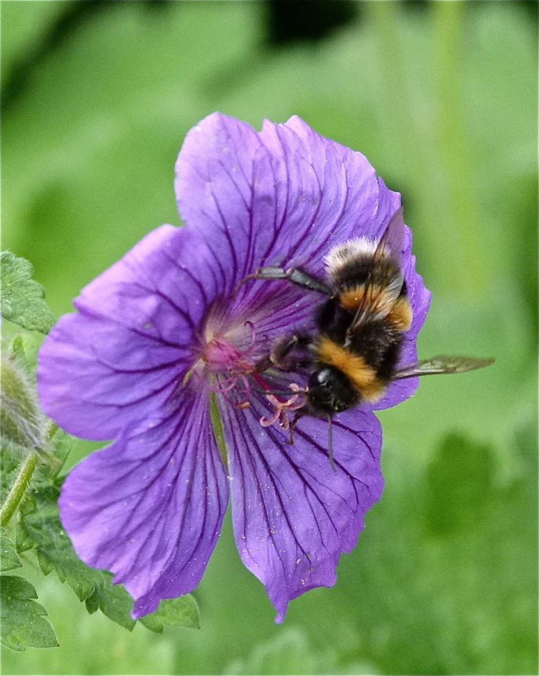 Ju-bee-lee | Pedros | Blipfoto